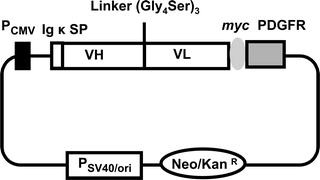 Mammalian Cell Display for Antibody Engineering | SpringerLink