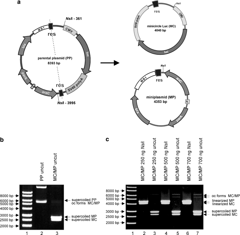 Use of Minicircle Plasmids for Gene Therapy | SpringerLink
