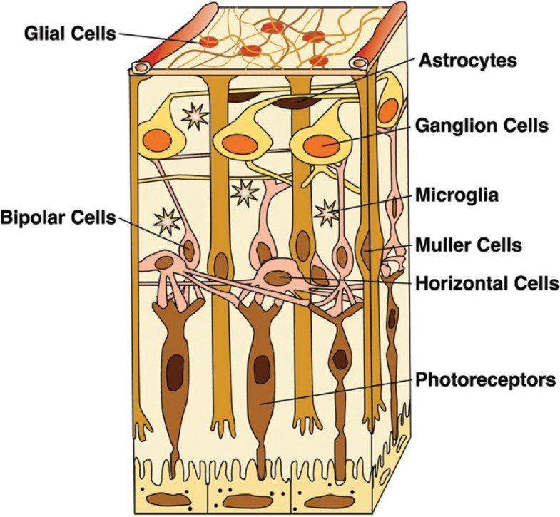 Capillary Dropout in Diabetic Retinopathy | SpringerLink