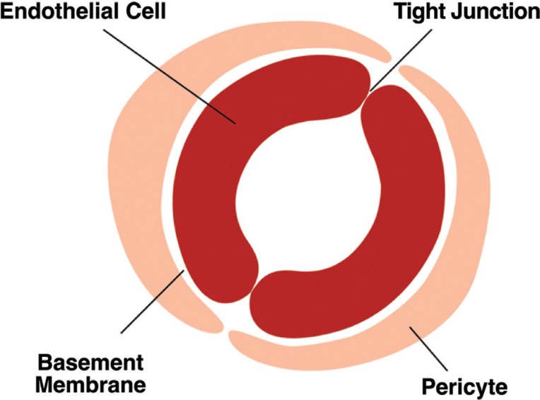 Capillary Dropout in Diabetic Retinopathy | SpringerLink