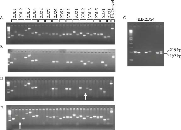 KIR Genotyping and Analysis | SpringerLink