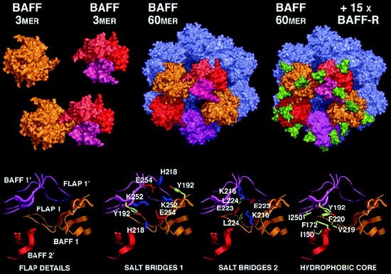 The Beautiful Structures of BAFF, APRIL, and Their Receptors | SpringerLink