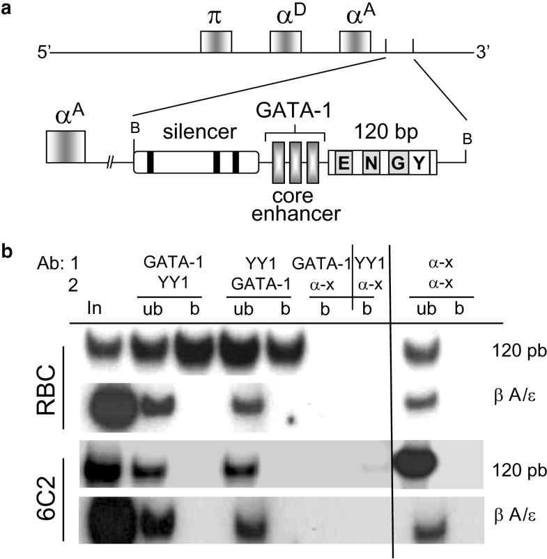 Sequential Chromatin Immunoprecipitation Protocol: ChIP-reChIP ...