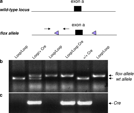 Cre Transgenic Mouse Lines | SpringerLink