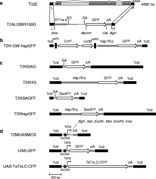 Transgenesis in Zebrafish with the Tol2 Transposon System | SpringerLink
