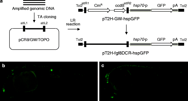 Transgenesis in Zebrafish with the Tol2 Transposon System | SpringerLink