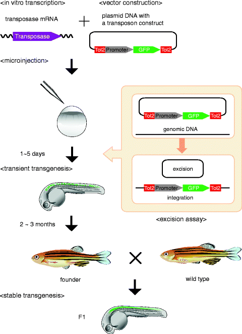 Transgenesis in Zebrafish with the Tol2 Transposon System | SpringerLink
