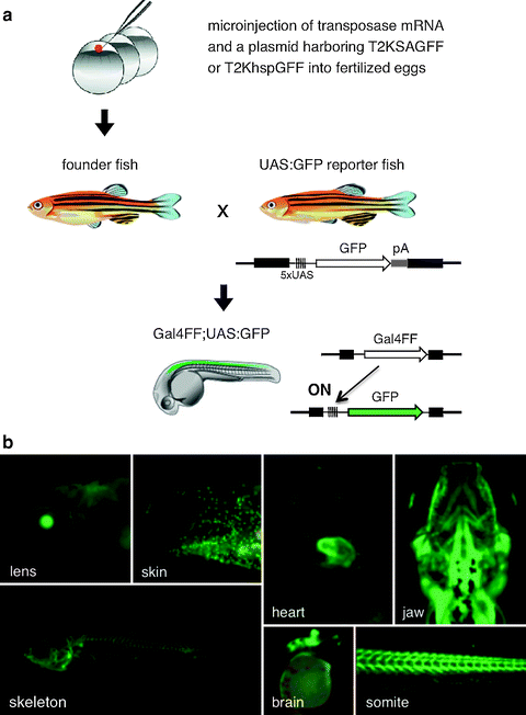 Transgenesis in Zebrafish with the Tol2 Transposon System | SpringerLink