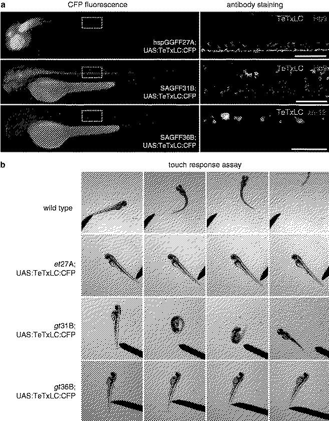 Transgenesis in Zebrafish with the Tol2 Transposon System | SpringerLink