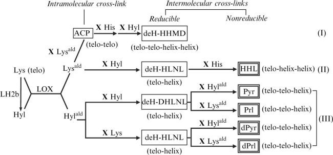 Lysine Hydroxylation and Cross-linking of Collagen | SpringerLink