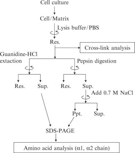 Lysine Hydroxylation and Cross-linking of Collagen | SpringerLink