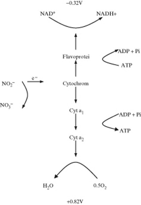 Biological Nitrification and Denitrification Processes | SpringerLink