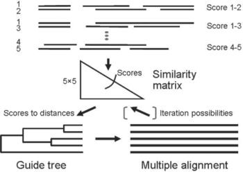 Multiple Sequence Alignment | SpringerLink
