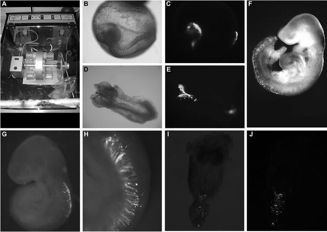 Gene Transfer Techniques in Whole Embryo Cultured Post-implantation ...