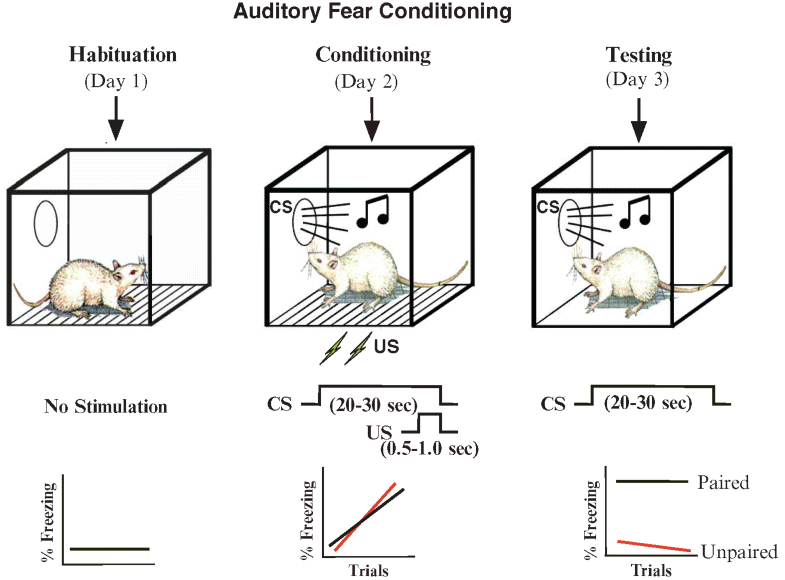 The Amygdala and the Neural Pathways of Fear | SpringerLink