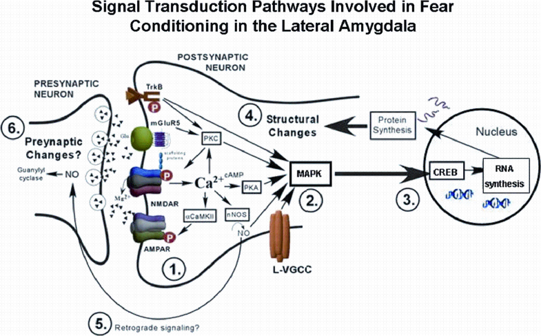 The Amygdala and the Neural Pathways of Fear | SpringerLink