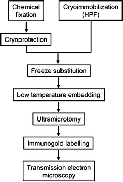 High-Pressure Freezing, Chemical Fixation and Freeze-Substitution for ...