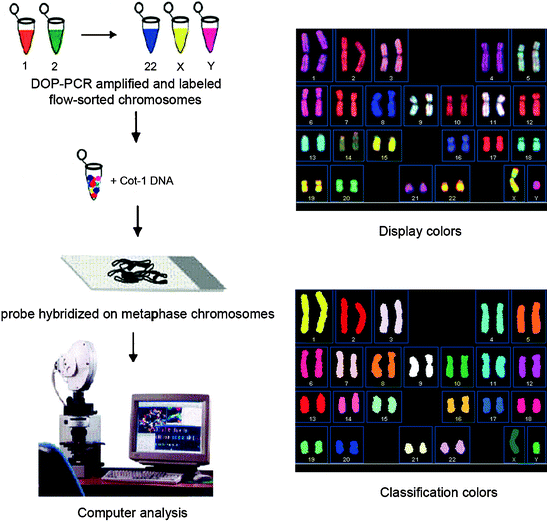 Laboratory Methods for the Detection of Chromosomal Abnormalities ...
