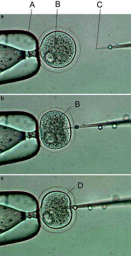 Pronuclear Microinjection and Oviduct Transfer Procedures for ...