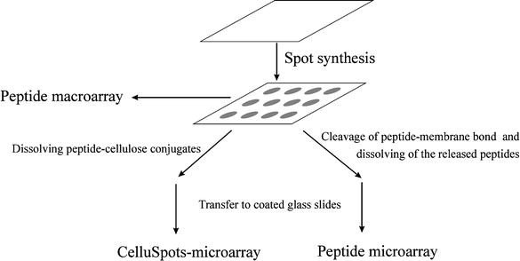 Synthesis of Peptide Arrays Using SPOT-Technology and the CelluSpots ...