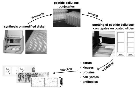 Synthesis of Peptide Arrays Using SPOT-Technology and the CelluSpots ...