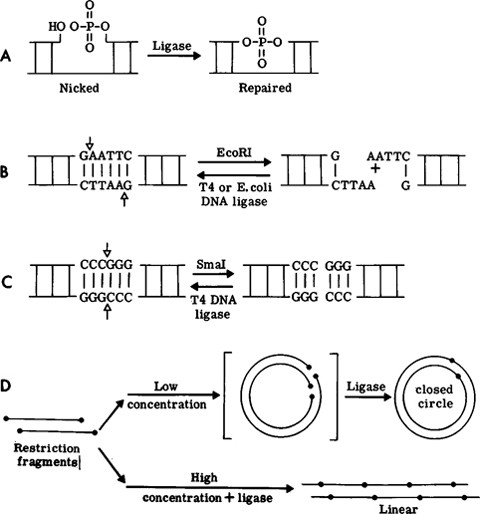 DNA Ligation and Escherichia coli Transformation | SpringerLink