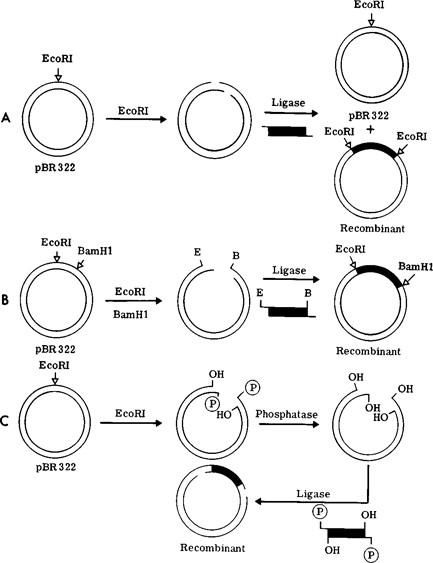 DNA Ligation and Escherichia coli Transformation | SpringerLink