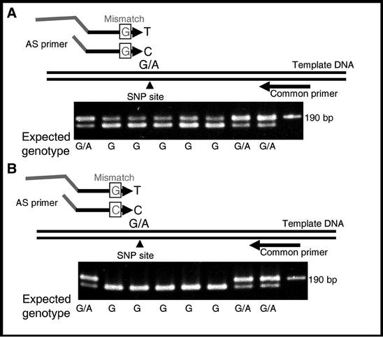 Allele-Specific PCR in SNP Genotyping | SpringerLink