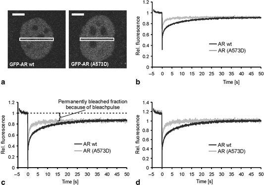 Fluorescence Recovery After Photobleaching (FRAP) to Study Nuclear ...