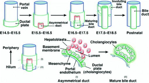 Embryology and Development of the Ductal Plate | SpringerLink