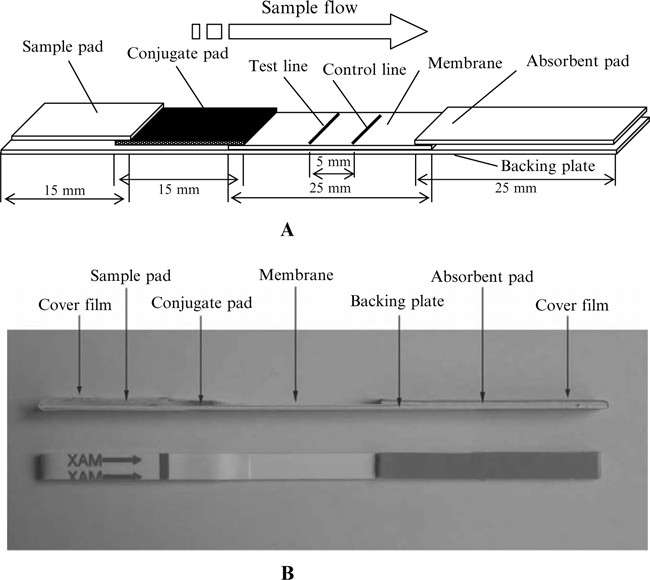 Immunochromatographic Lateral Flow Strip Tests | SpringerLink