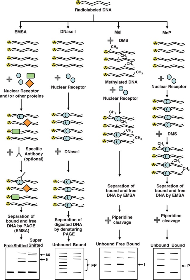 Receptor-DNA Interactions: EMSA and Footprinting | SpringerLink