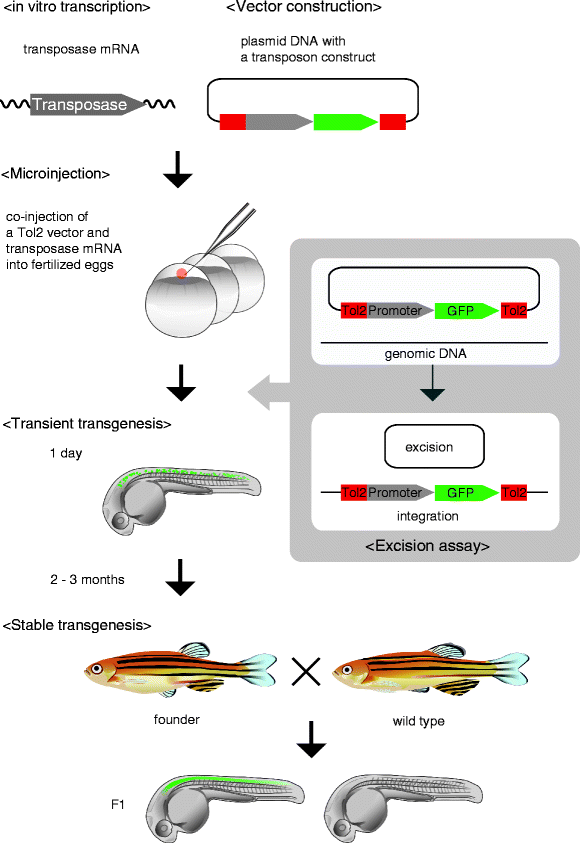 Transient and Stable Transgenesis Using Tol2 Transposon Vectors ...