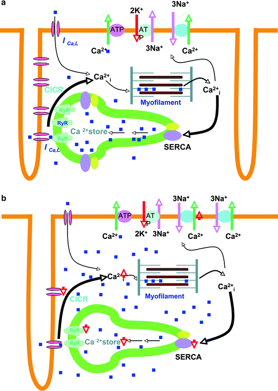 Cardiac Function in Heart Failure: The Role of Calcium Cycling ...
