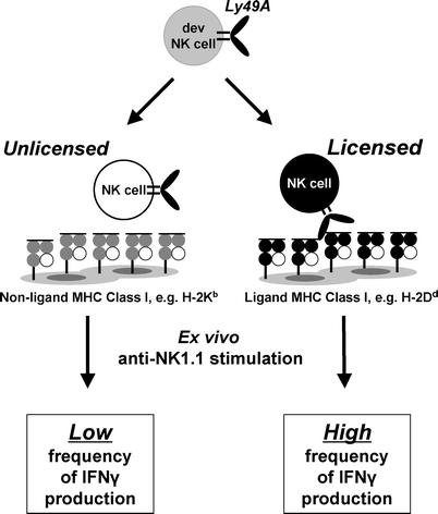 Assessing Licensing of NK Cells | SpringerLink