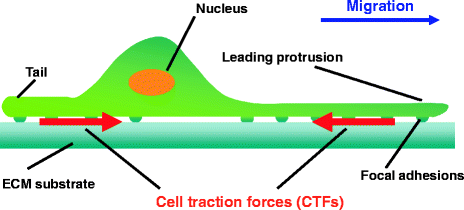 Application of Cell Traction Force Microscopy for Cell Biology Research ...