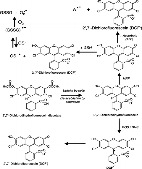 Identification of ROS Using Oxidized DCFDA and Flow-Cytometry ...