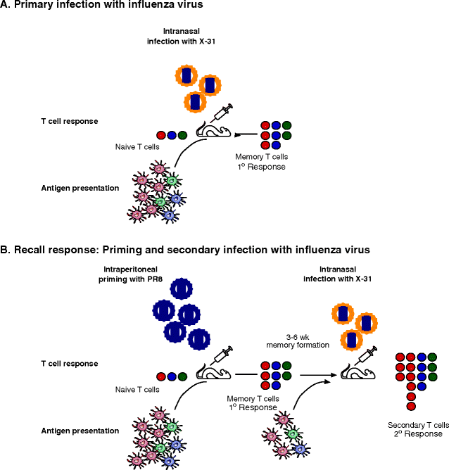 Mouse Models of Viral Infection: Influenza Infection in the Lung ...