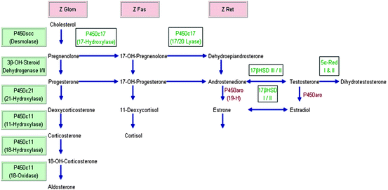 Syndromes of Mineralocorticoid Excess | SpringerLink