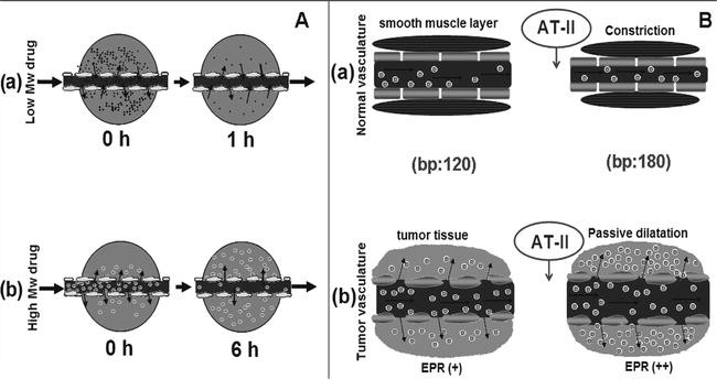 Enhanced Permeability and Retention (EPR) Effect for Anticancer ...