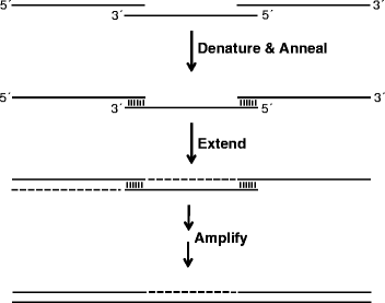 Insertion and Deletion Mutagenesis by Overlap Extension PCR | SpringerLink