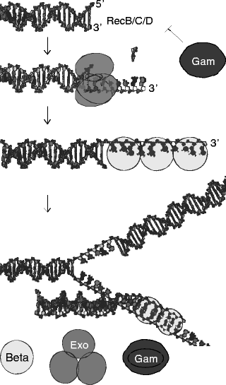 En Passant Mutagenesis: A Two Step Markerless Red Recombination System ...