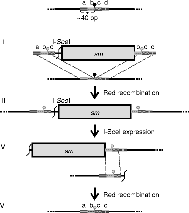 En Passant Mutagenesis: A Two Step Markerless Red Recombination System ...