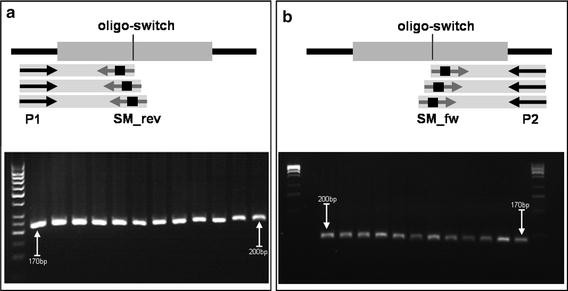 Rapid Sequence Scanning Mutagenesis Using In Silico Oligo Design and ...