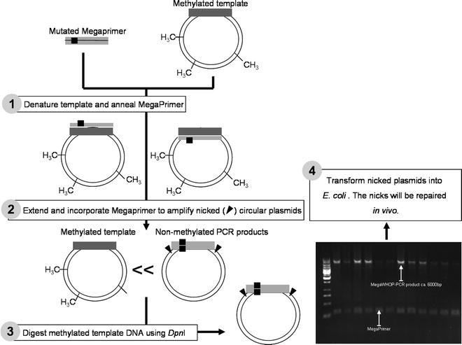 Rapid Sequence Scanning Mutagenesis Using In Silico Oligo Design and ...