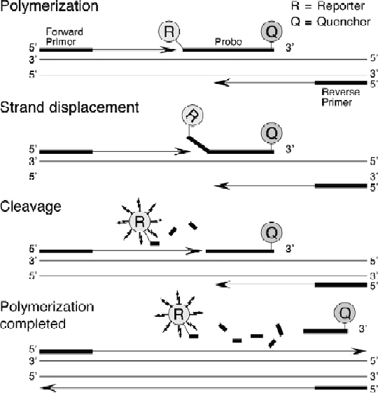 TaqMan® Array Cards in Pharmaceutical Research | SpringerLink