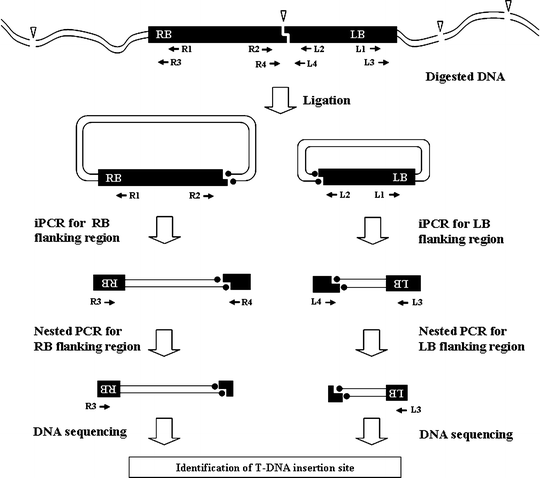 Development of an Efficient Inverse PCR Method for Isolating Gene Tags ...