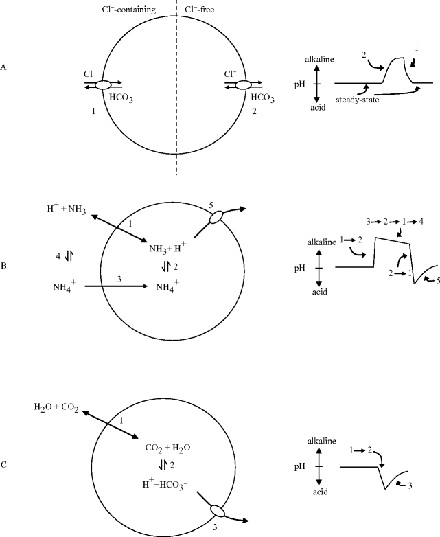 Measurement of Intracellular pH | SpringerLink