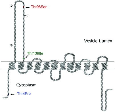 Genetic Variants in the Vesicular Monoamine Transporter 1 ( VMAT1 ...