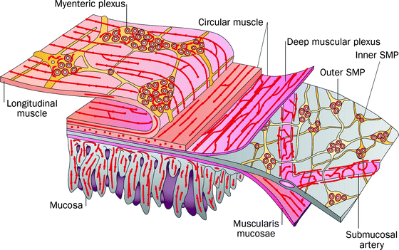 Introduction to Gut Motility and Sensitivity | SpringerLink